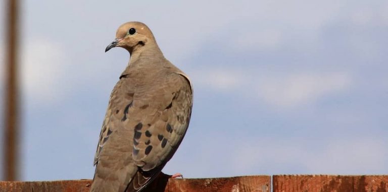Can You Kill a Bird With a BB or Pellet Gun? – Airgun Ace
