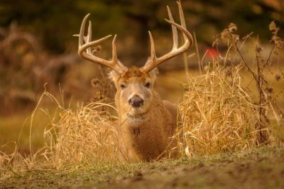 Deer Hunting With an Air Rifle: Models to Consider and Laws to ...